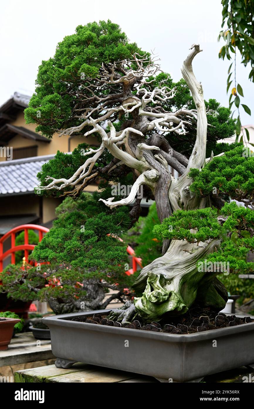 Bonsai Museum Tokyo Stock Photo - Alamy