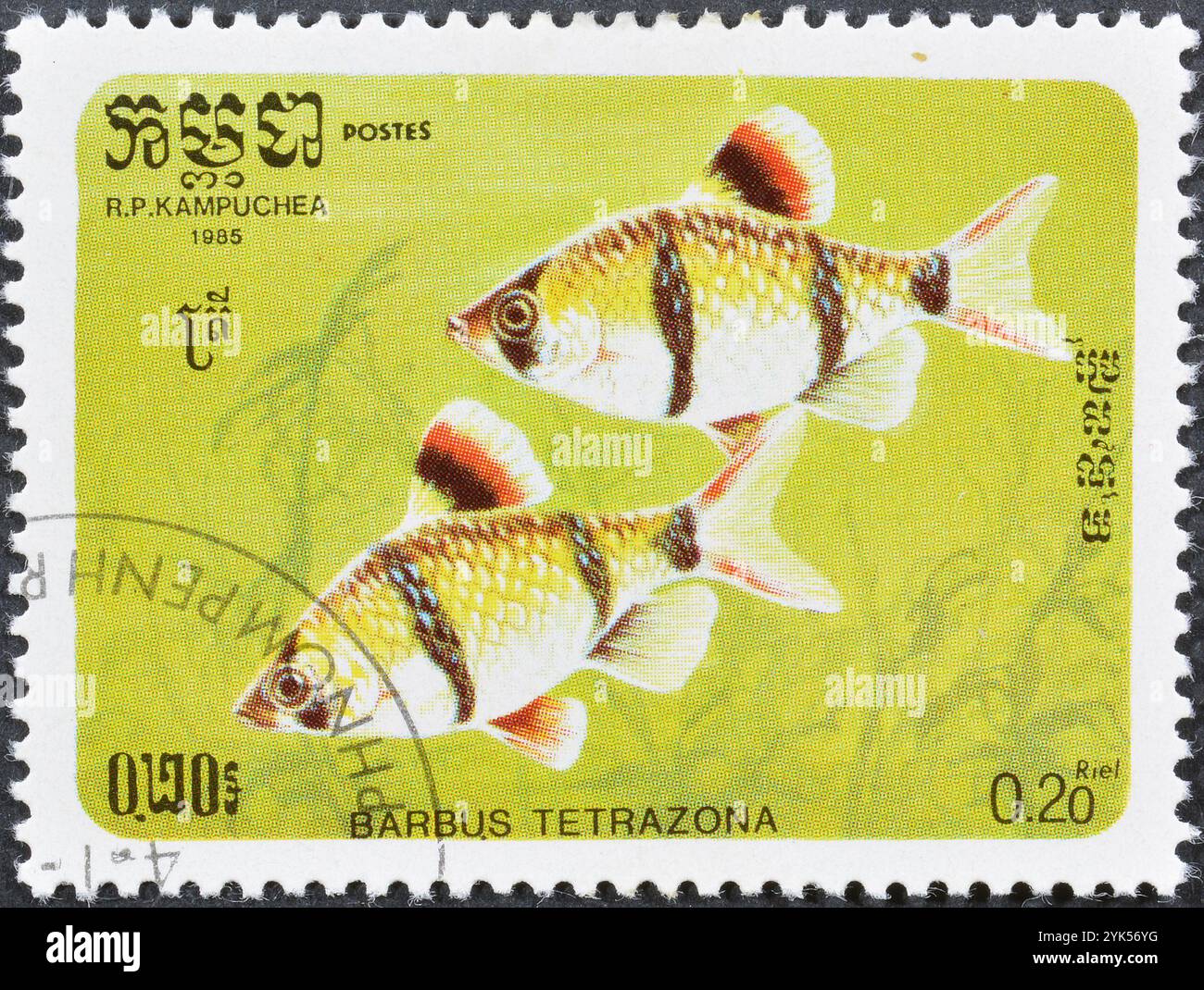 Cancelled postage stamp printed by Cambodia, that shows Tiger Barb ...