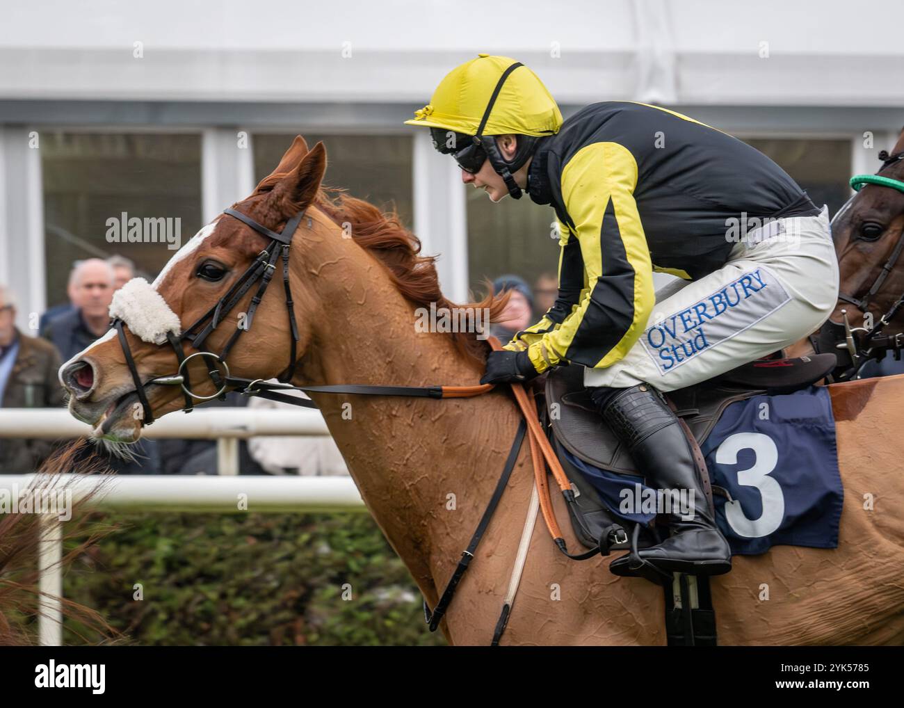 Alice Stevens - Jockey Stock Photo - Alamy