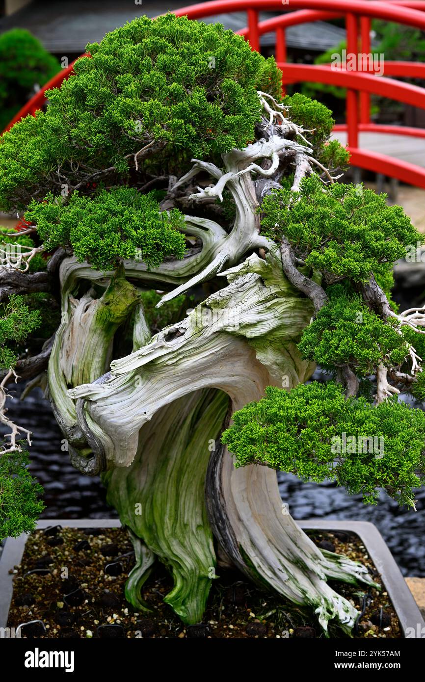 Bonsai Museum Tokyo Stock Photo - Alamy