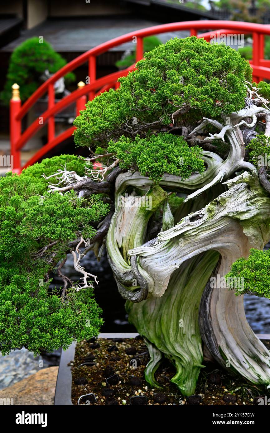 Bonsai Museum Tokyo Stock Photo - Alamy
