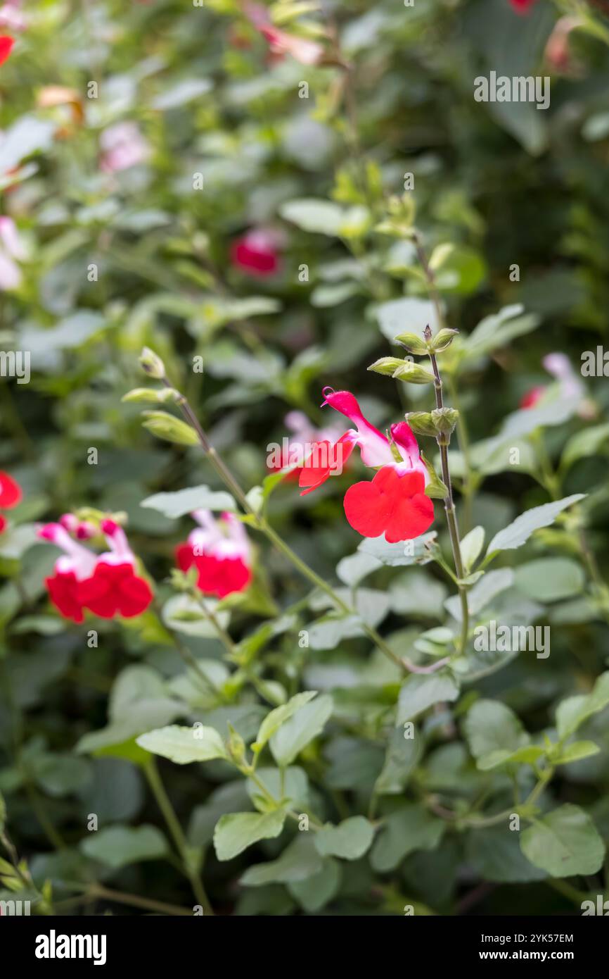 Salvia microphylla hot lips flowers hi-res stock photography and images ...