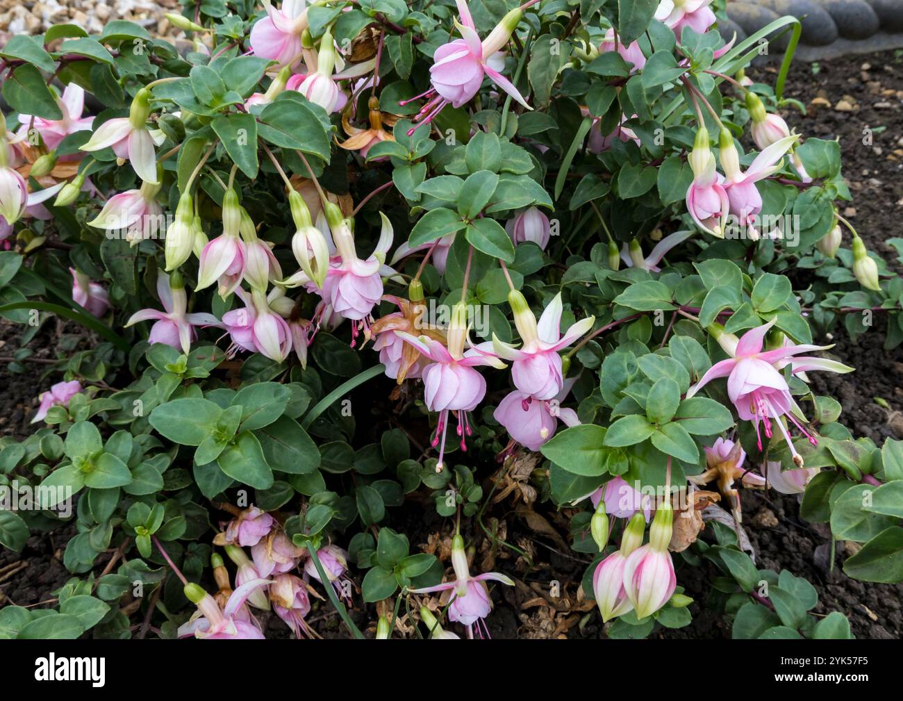 Very small bush hi-res stock photography and images - Alamy