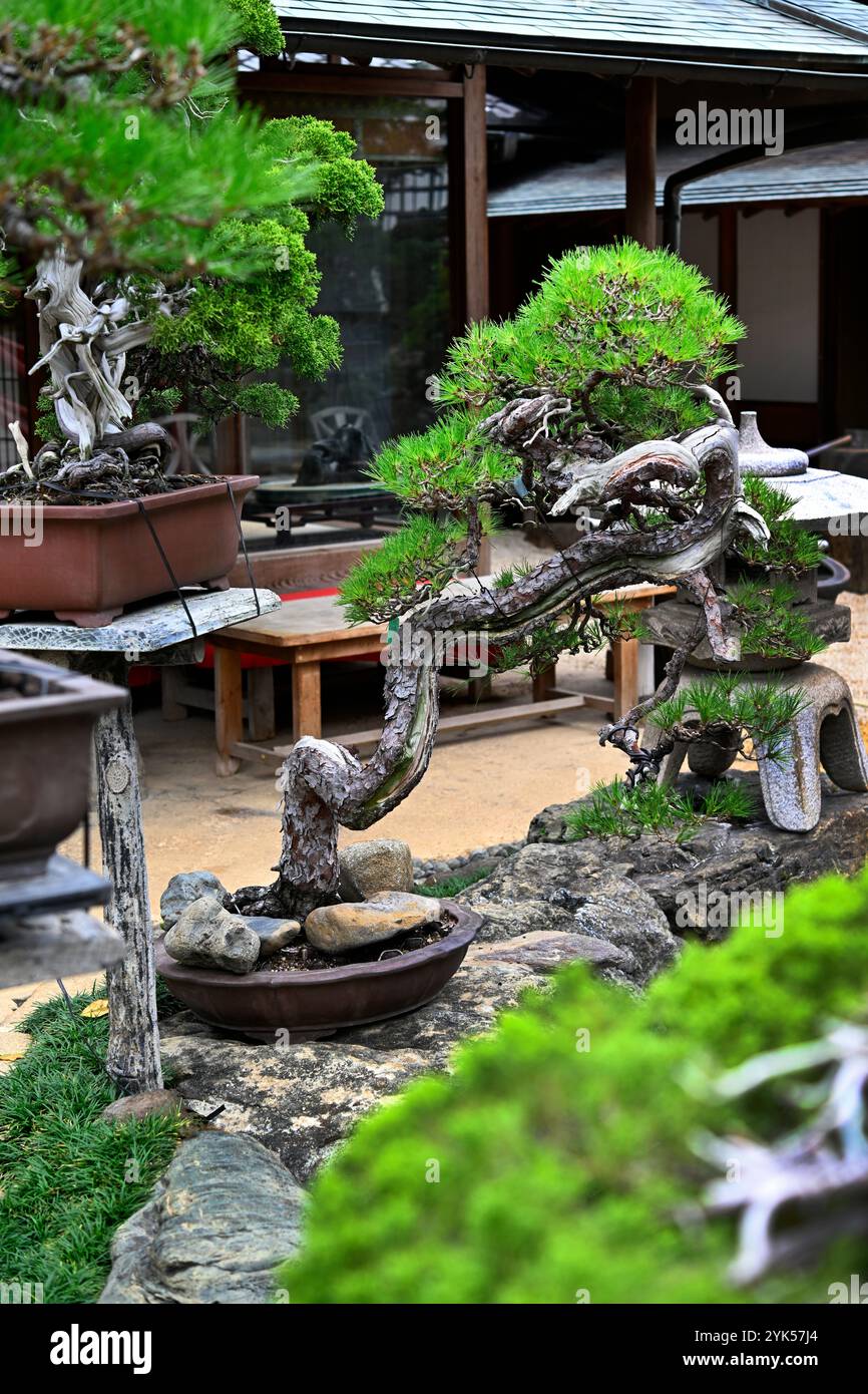 Bonsai Museum Tokyo Stock Photo - Alamy