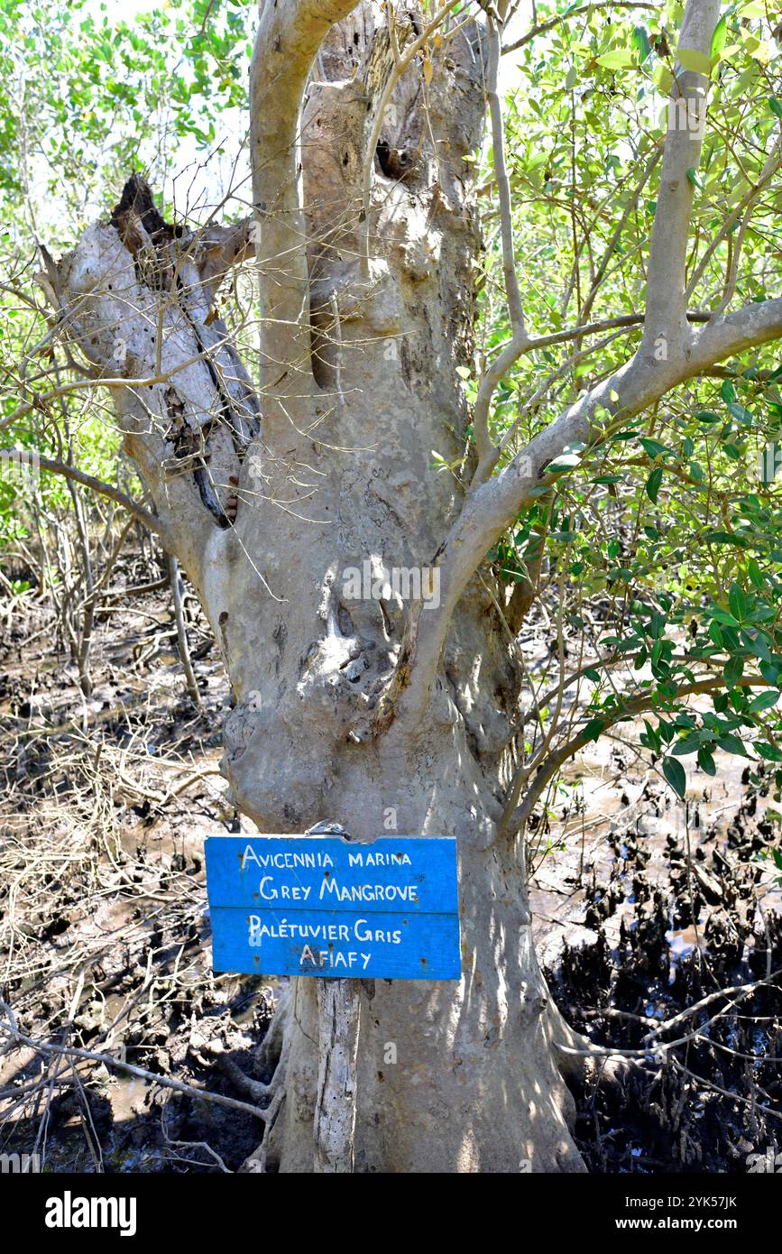 Grey mangrove (Avicennia marina) is a tree native to Indian Ocean from ...