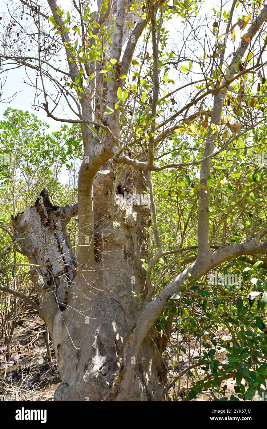 Grey mangrove (Avicennia marina) is a tree native to Indian Ocean from ...