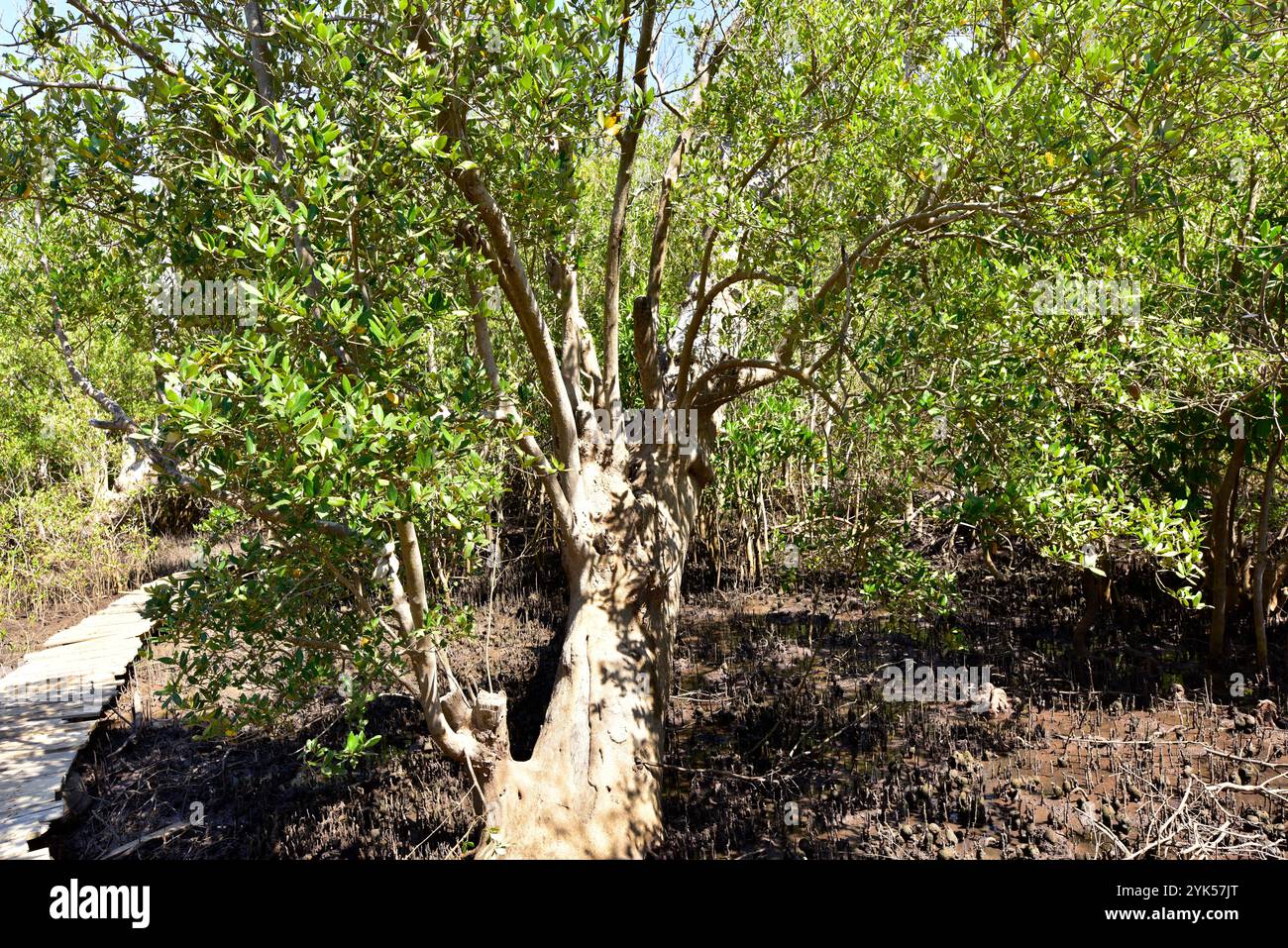 Grey mangrove (Avicennia marina) is a tree native to Indian Ocean from ...