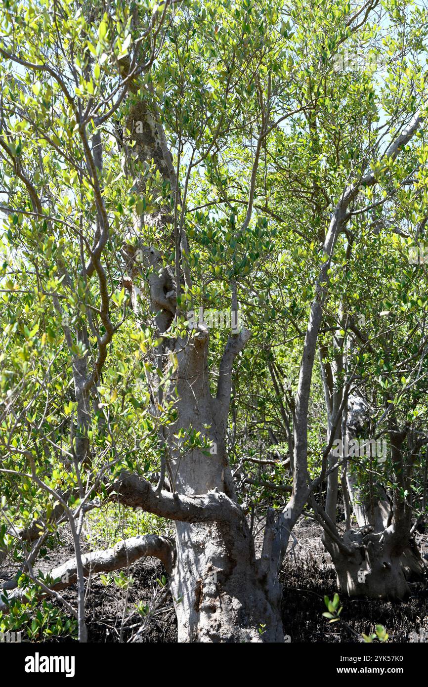 Grey mangrove (Avicennia marina) is a tree native to Indian Ocean from ...