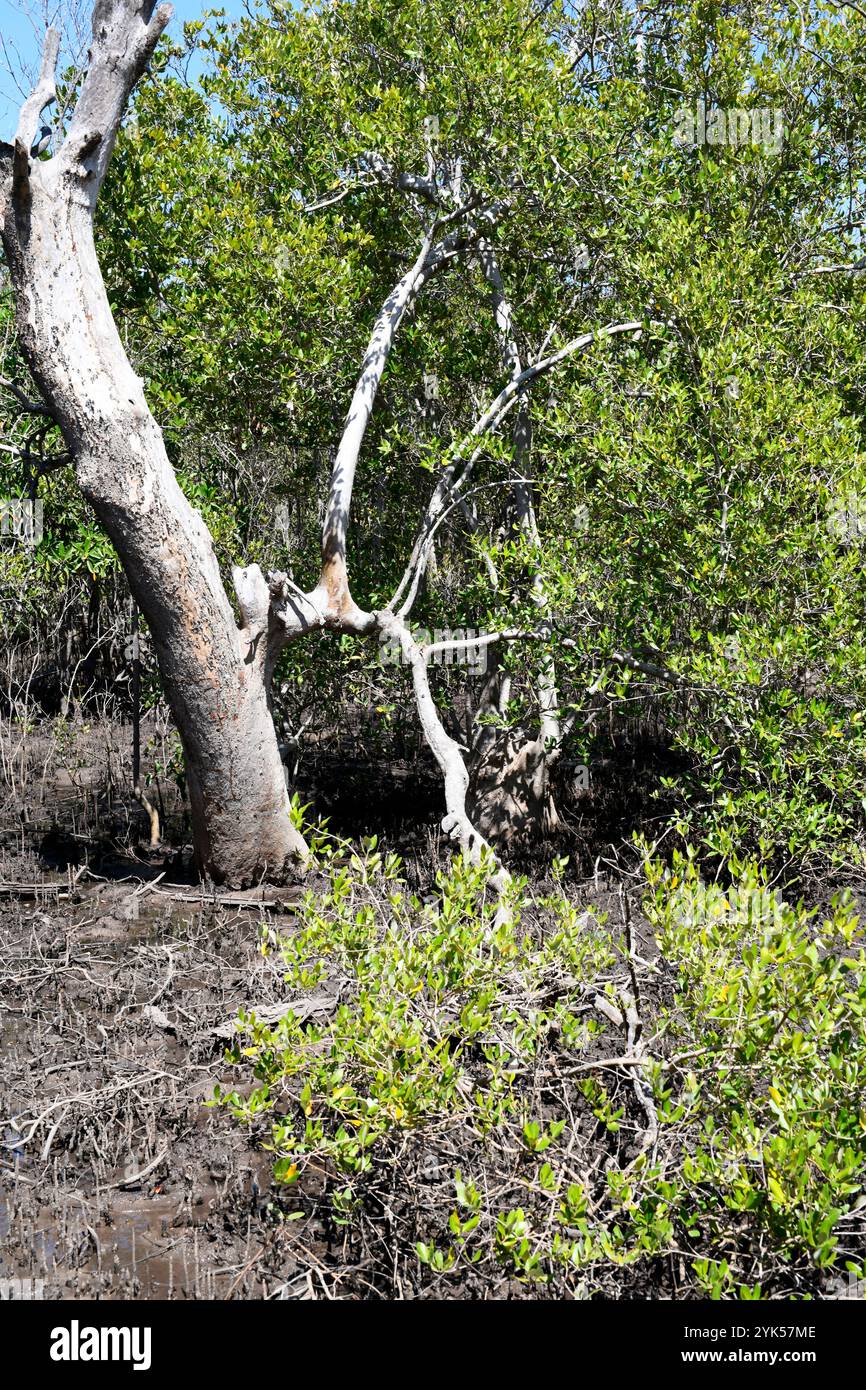 Grey mangrove (Avicennia marina) is a tree native to Indian Ocean from ...