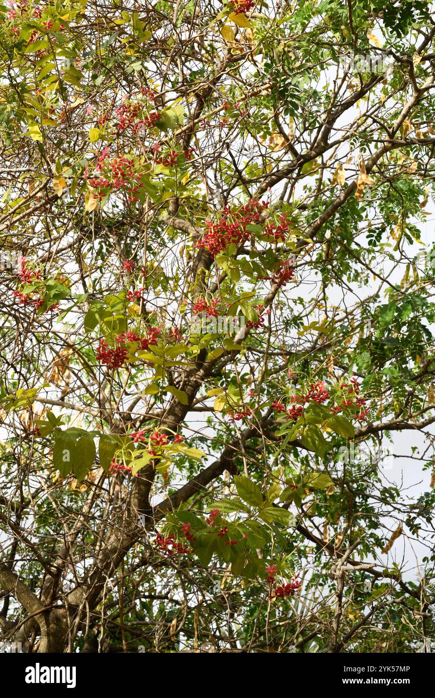Rangoon creeper (Combretum indicum or Quisqualis indica) is an ...