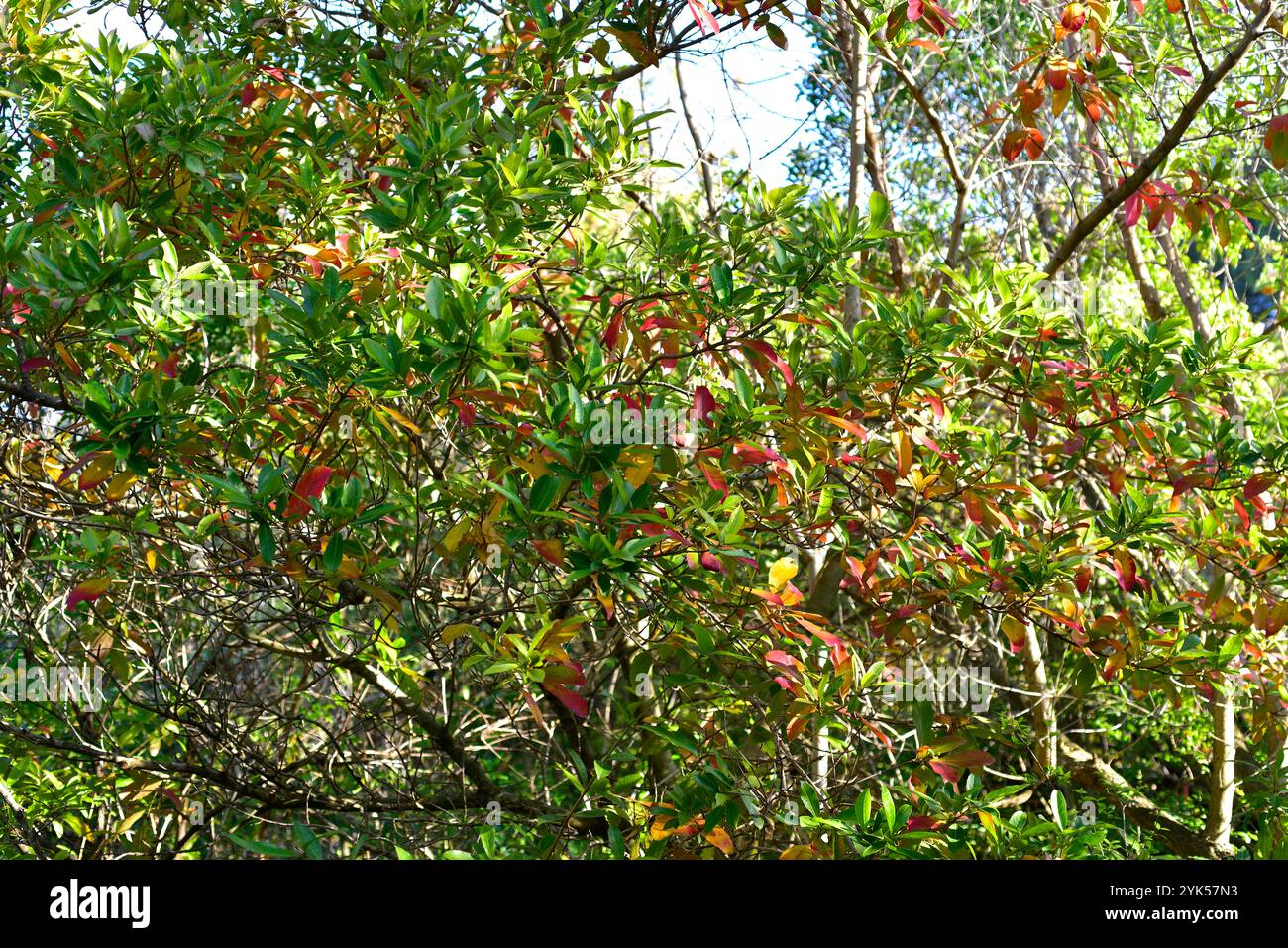 Forest bushwillow (Combretum kraussii) is a semi-deciduous tree native ...