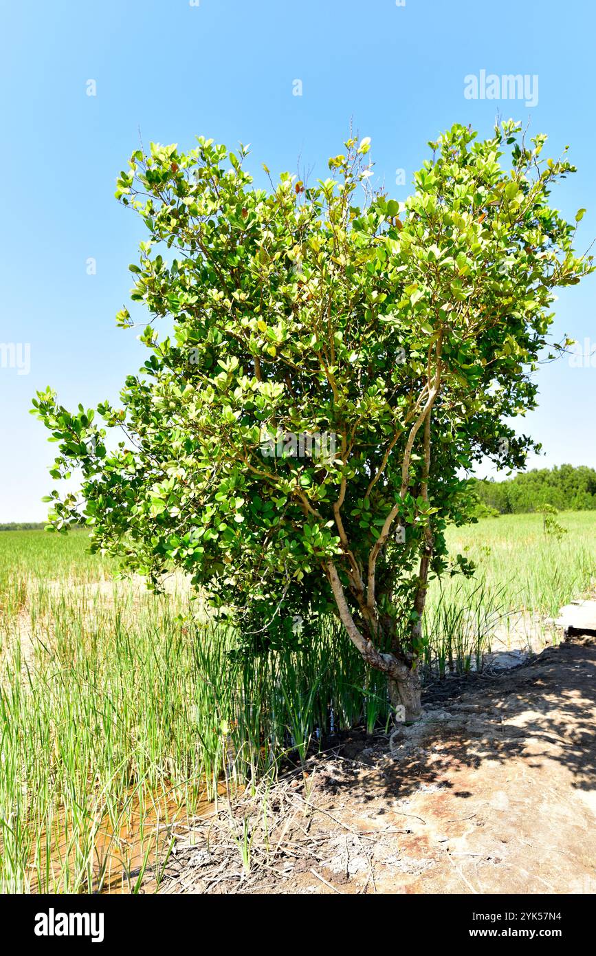 White-flowered black mangrove (Lumnitzera racemosa) is a tree native to ...