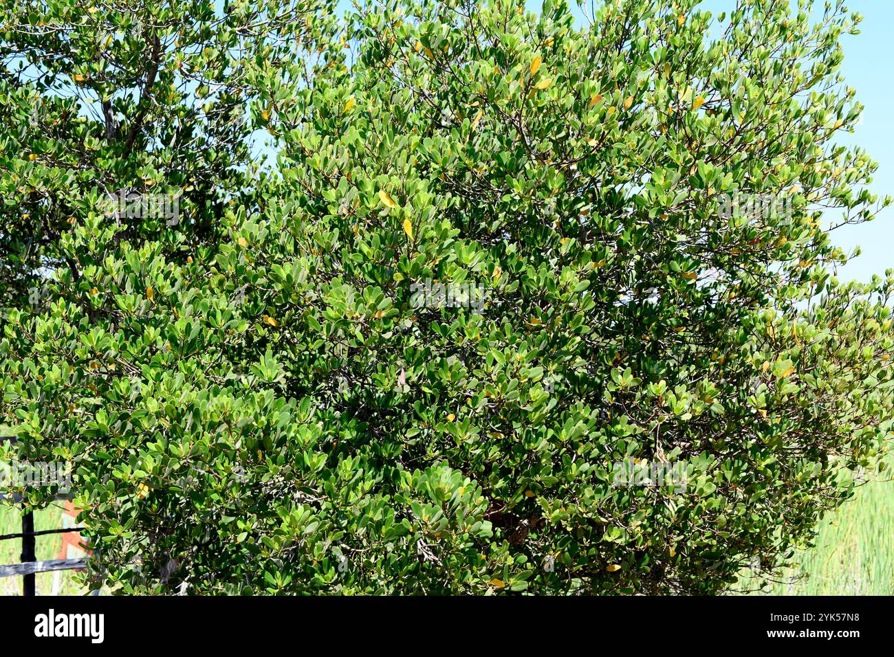 White-flowered black mangrove (Lumnitzera racemosa) is a tree native to ...
