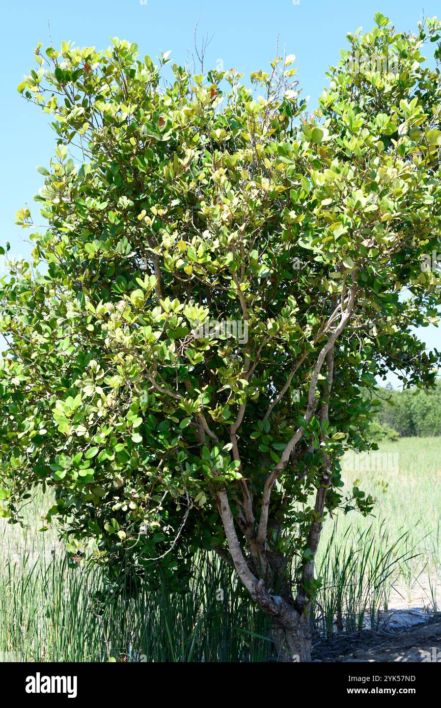White-flowered black mangrove (Lumnitzera racemosa) is a tree native to ...