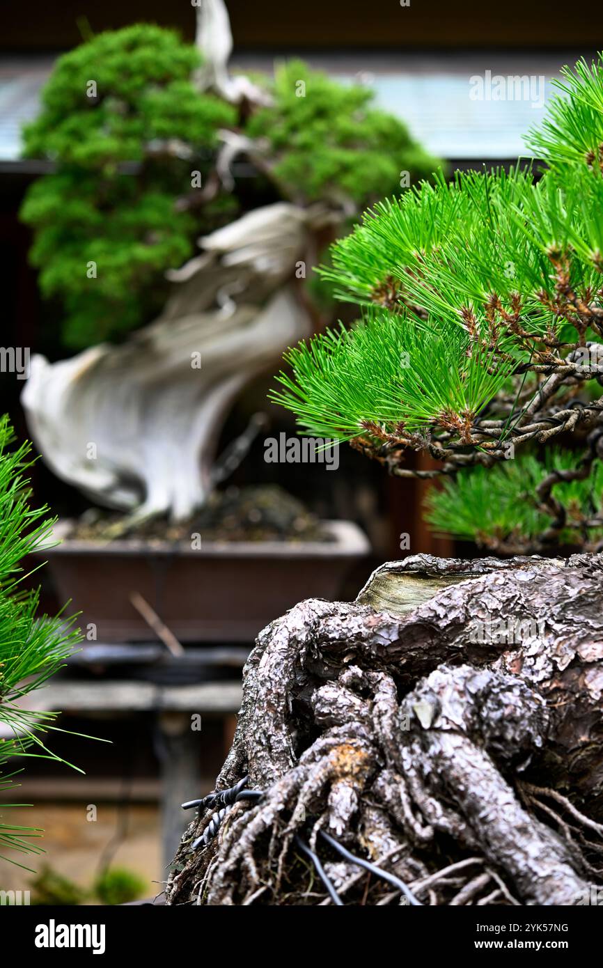 Bonsai Museum Tokyo Stock Photo - Alamy