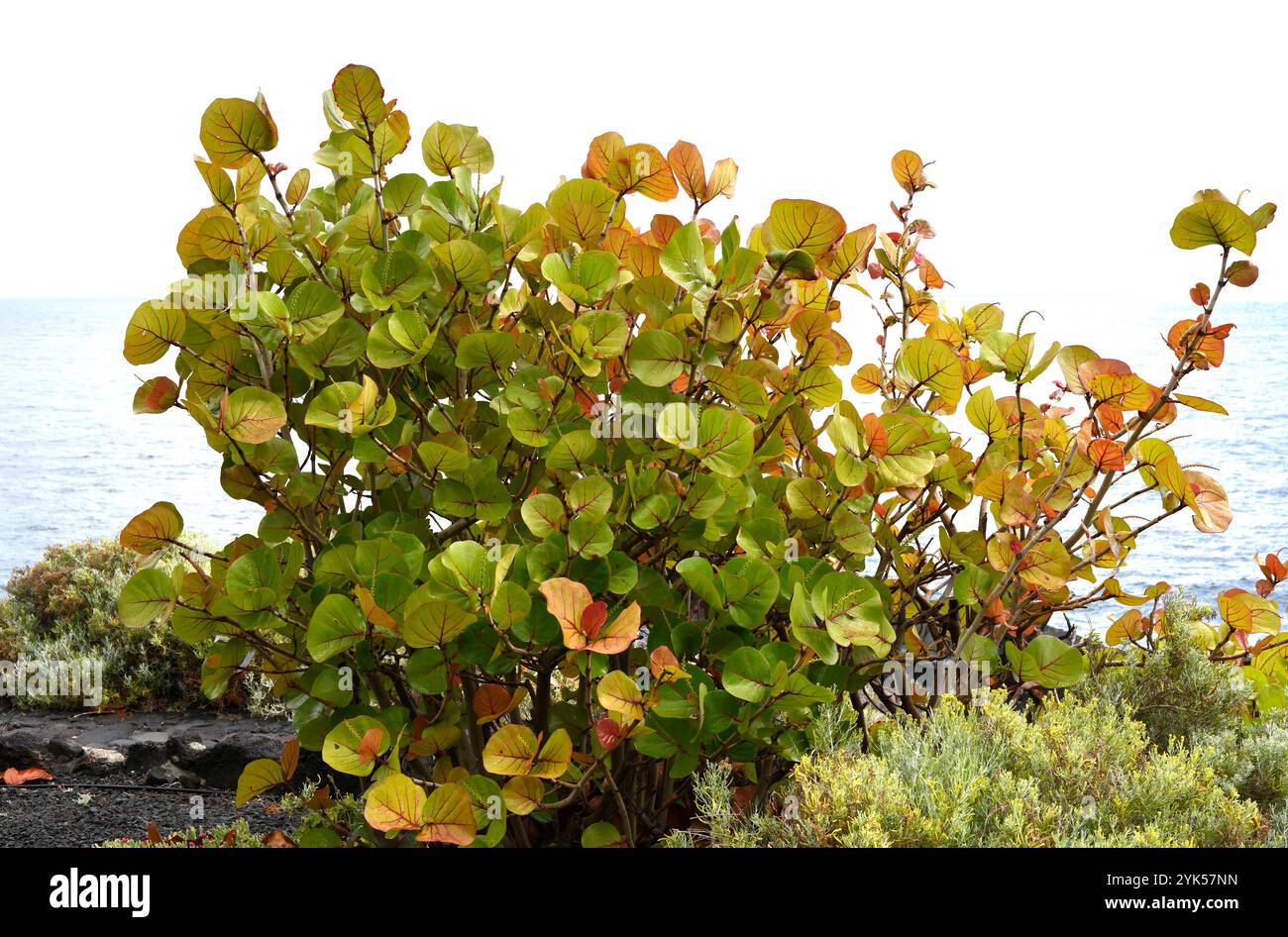 Sea almond (Terminalia catappa) is a deciduous tree native to Indo ...