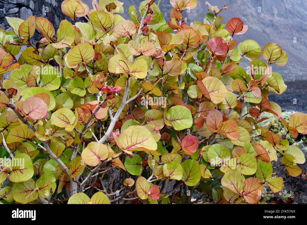 Sea almond (Terminalia catappa) is a deciduous tree native to Indo ...
