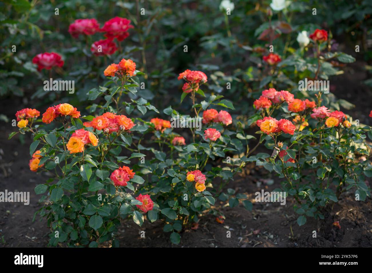 Orange middle hi-res stock photography and images - Alamy