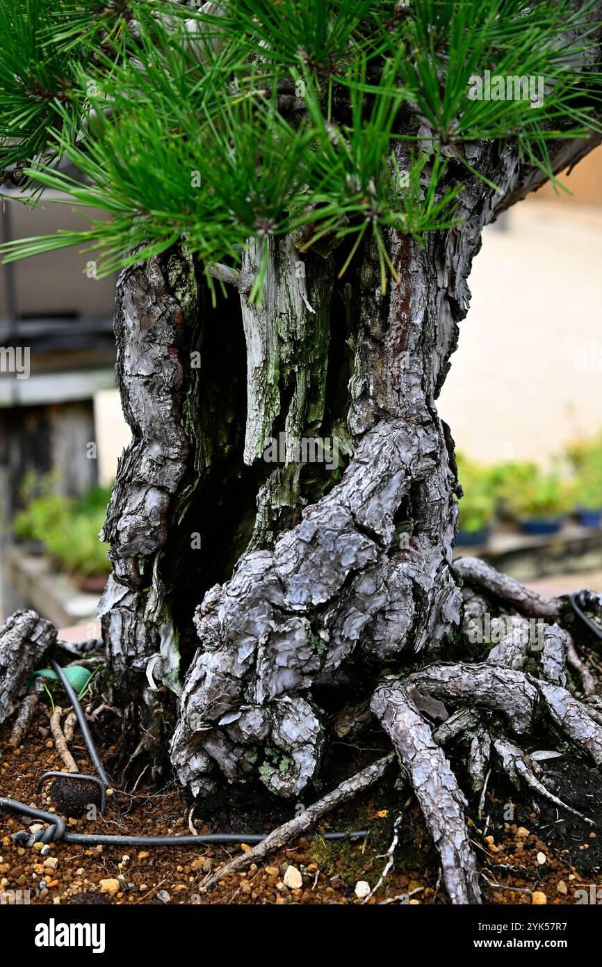 Bonsai Museum Tokyo Stock Photo - Alamy
