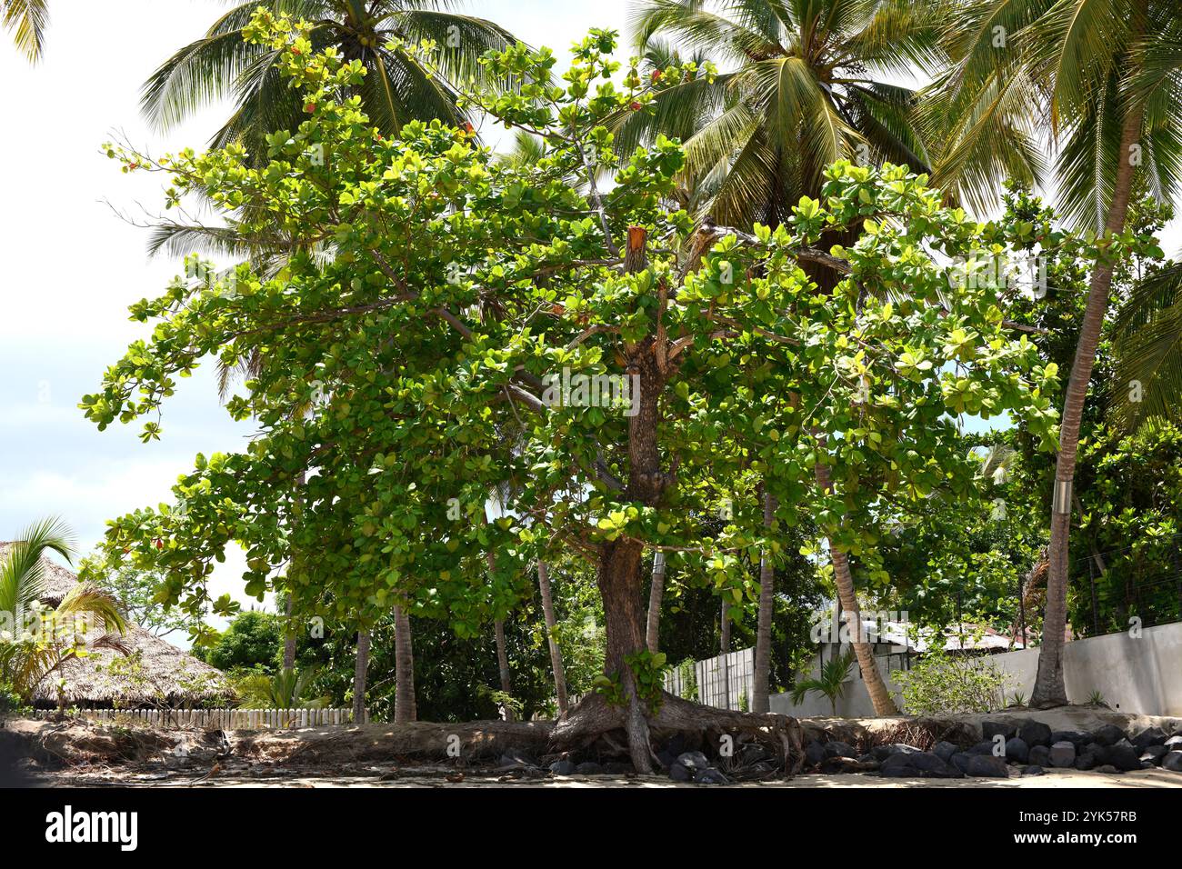 Sea almond (Terminalia catappa) is a deciduous tree native to Indo ...