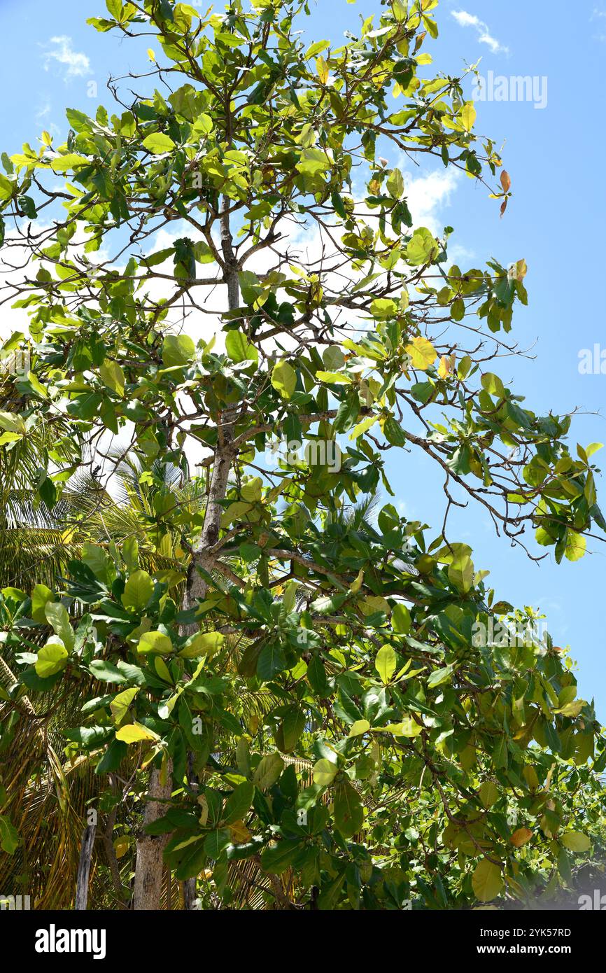 Sea almond (Terminalia catappa) is a deciduous tree native to Indo ...