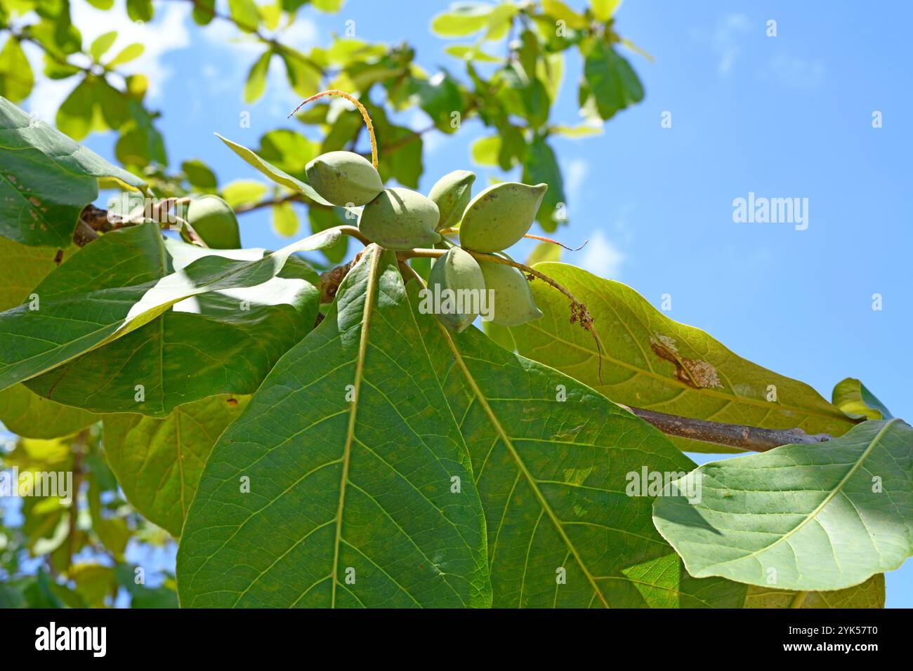 Sea almond (Terminalia catappa) is a deciduous tree native to Indo ...