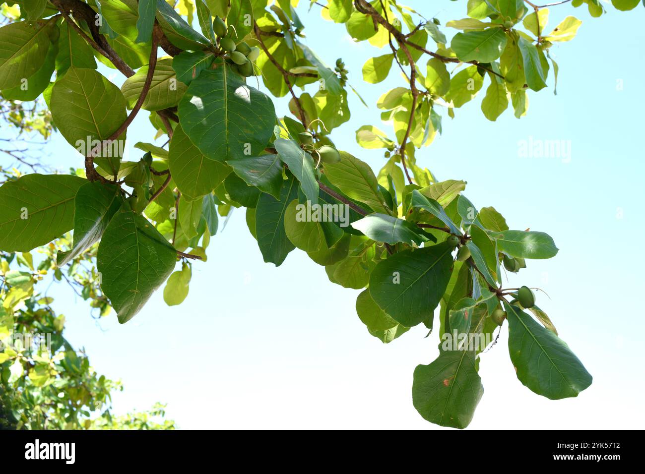 Sea almond (Terminalia catappa) is a deciduous tree native to Indo ...