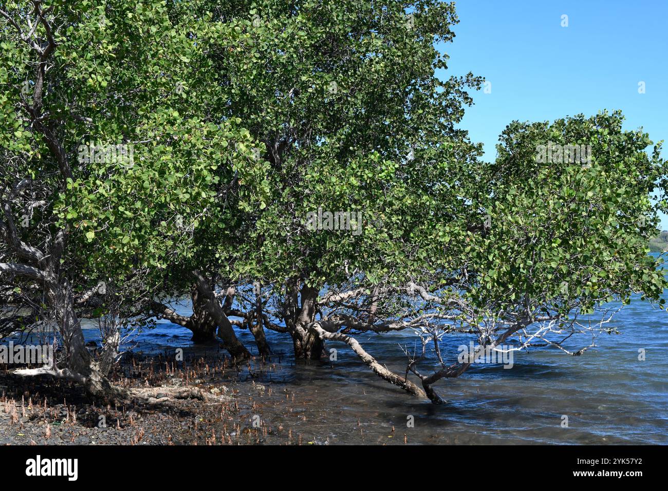 Apple mangrove (Sonneratia alba) is a tree native to Indo-Pacific ...