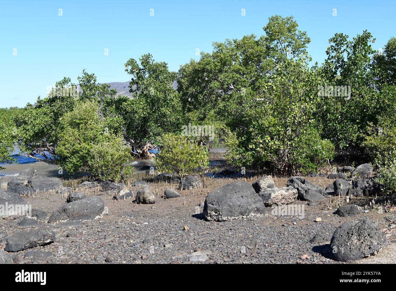 Apple mangrove (Sonneratia alba) is a tree native to Indo-Pacific ...