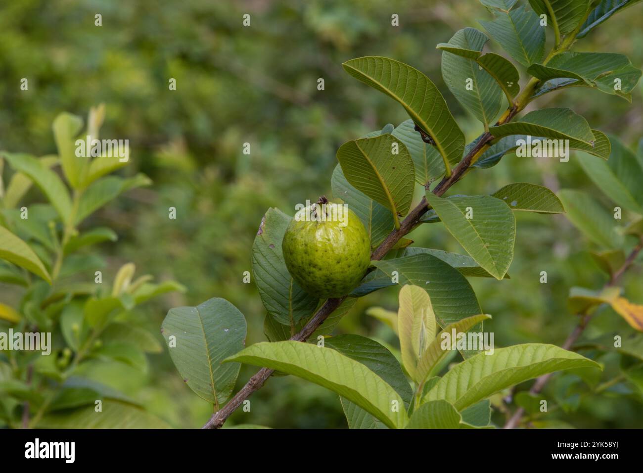 Guava tree farming hi-res stock photography and images - Alamy