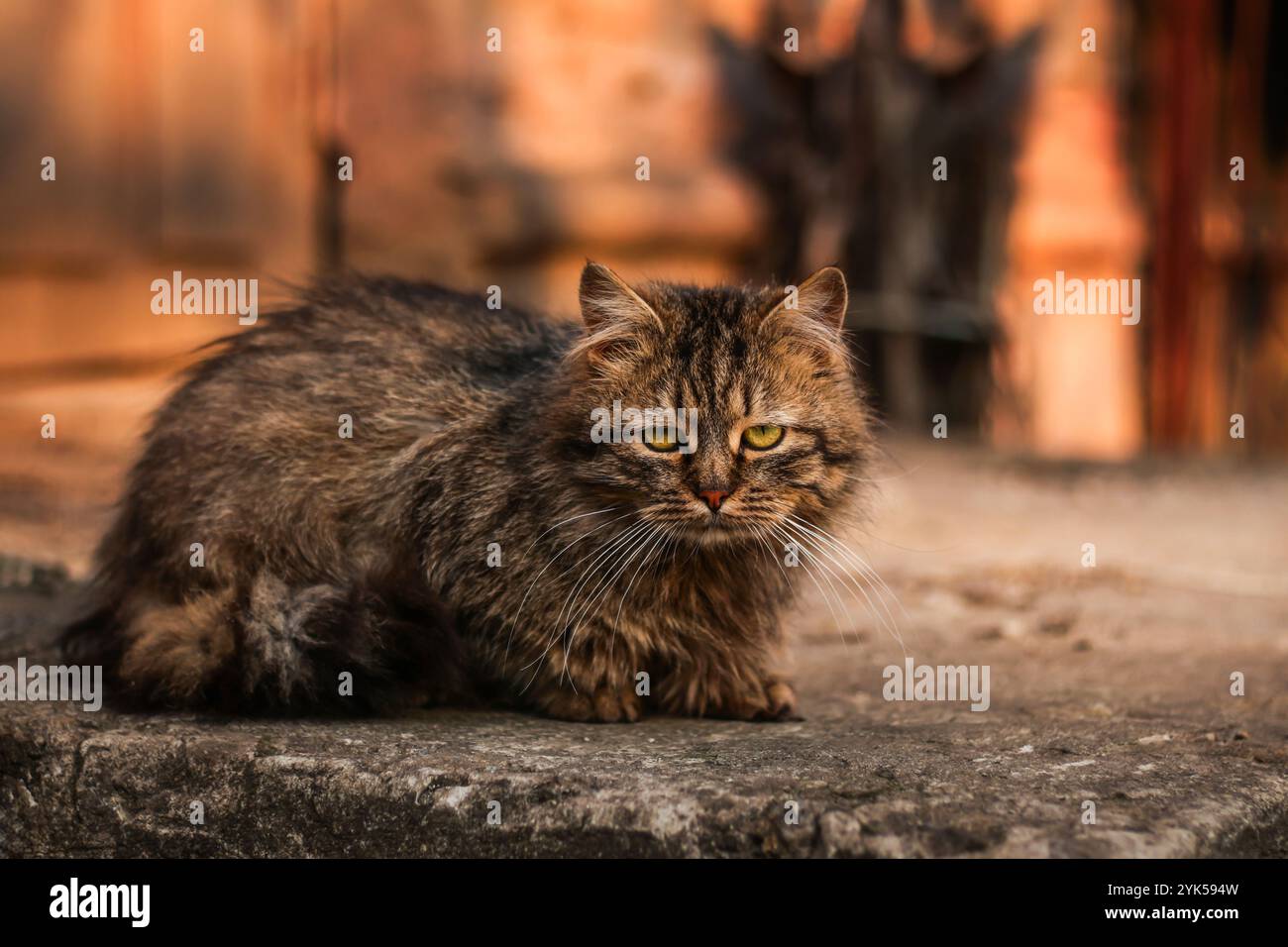 Sad Homeless ginger Cat sitting outdoor. Homeless animals. Concept help ...