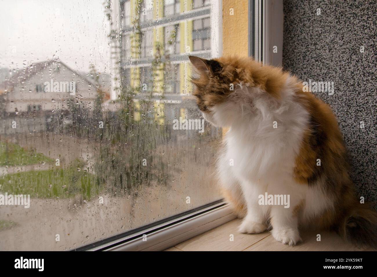 The cat looks sadly out of the foggy window onto the street. Bad rainy ...