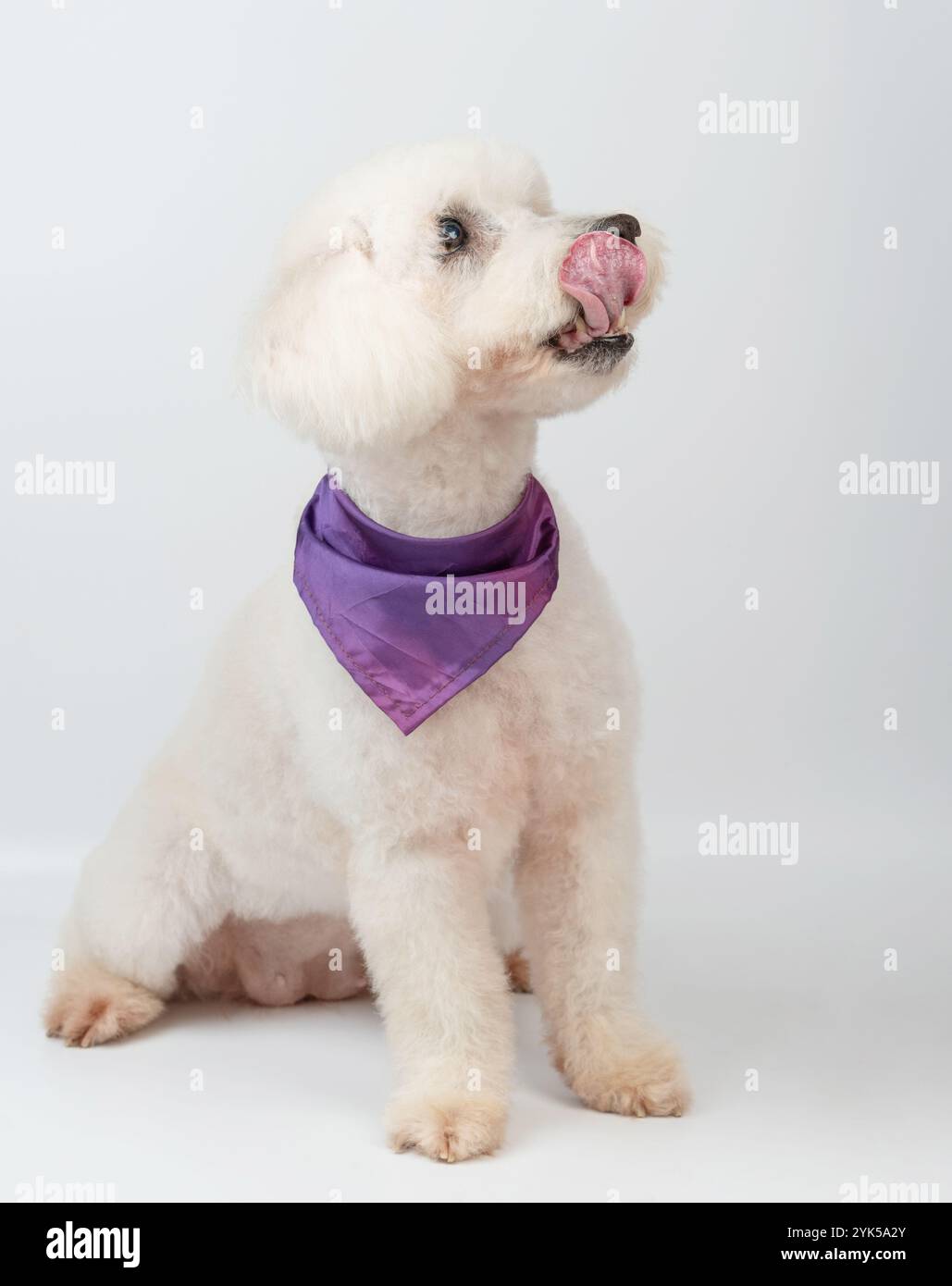 Poodle side hi-res stock photography and images - Alamy