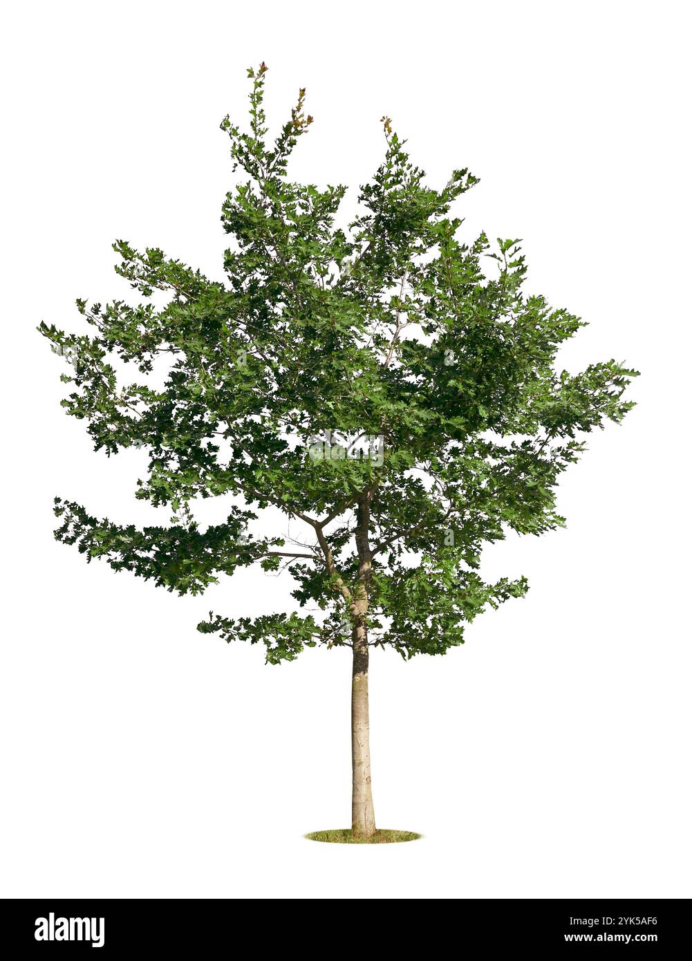 One tree with green leaves isolated on white Stock Photo - Alamy