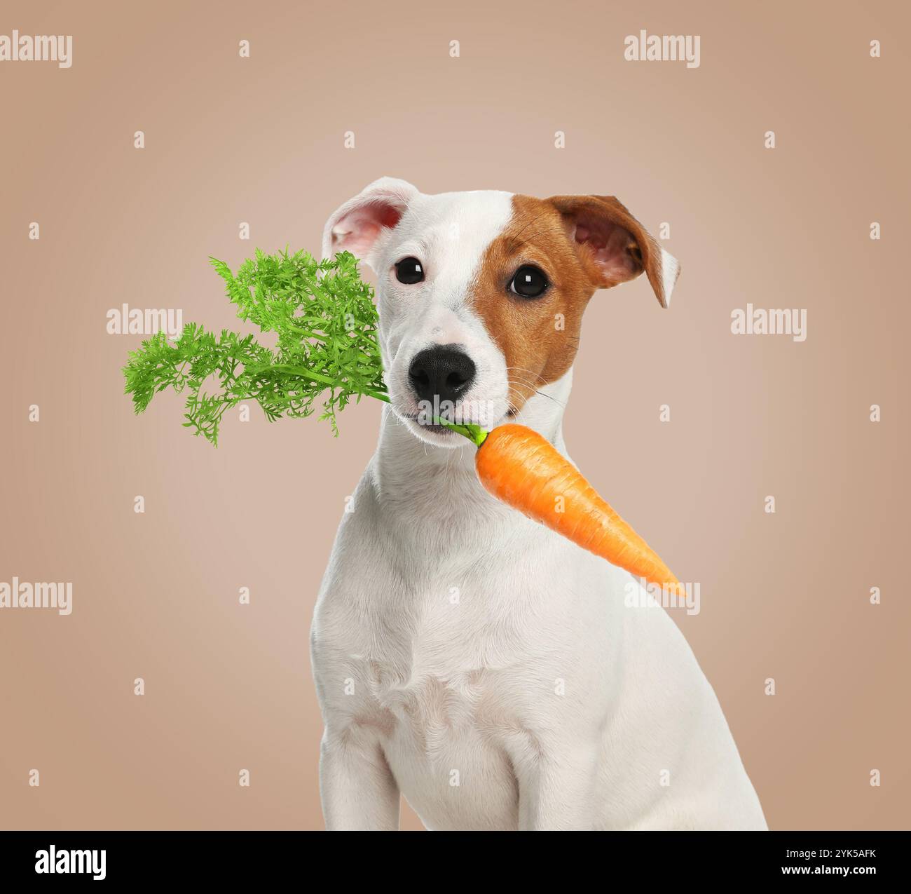 Cute Jack Russell terrier with fresh carrot on dark beige background ...