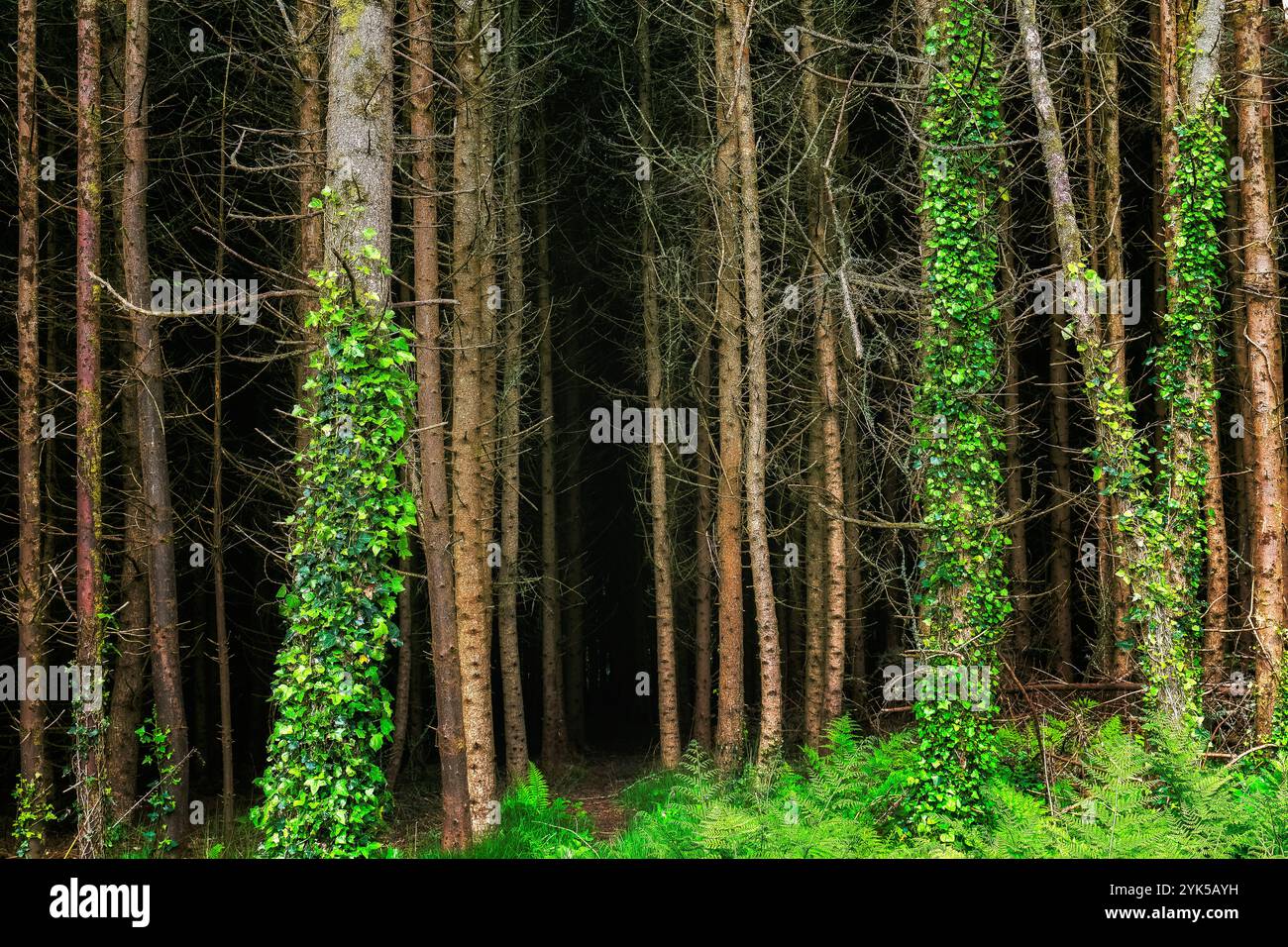 Dense forest scene. Tall, slender trees with dark brown bark. Green ivy ...
