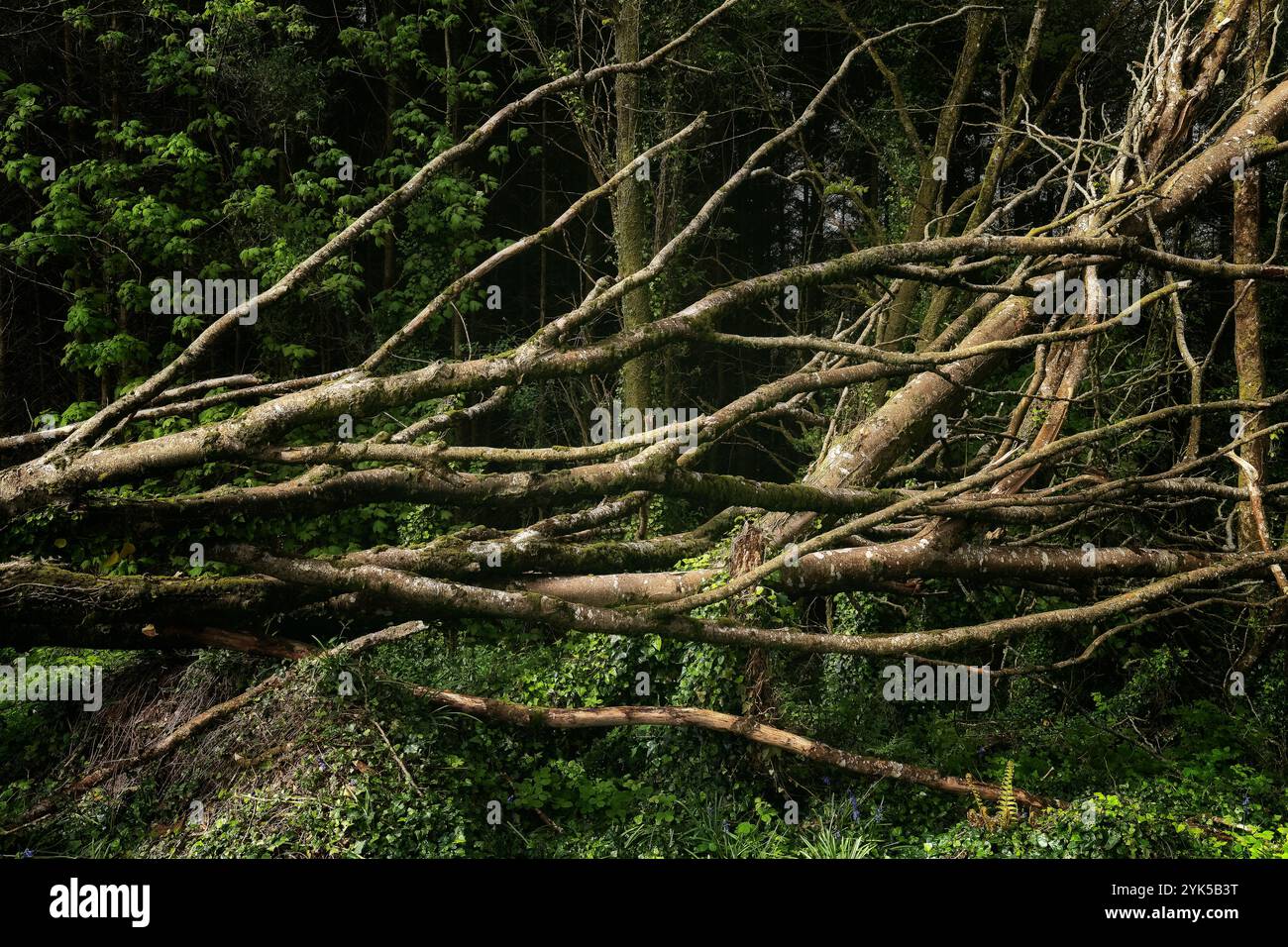 A cluster of fallen tree branches lies across the forest floor ...