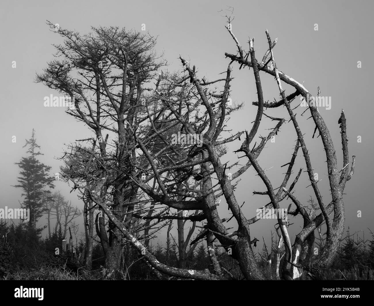 A captivating view of gnarled trees shrouded in thick fog, creating an ...