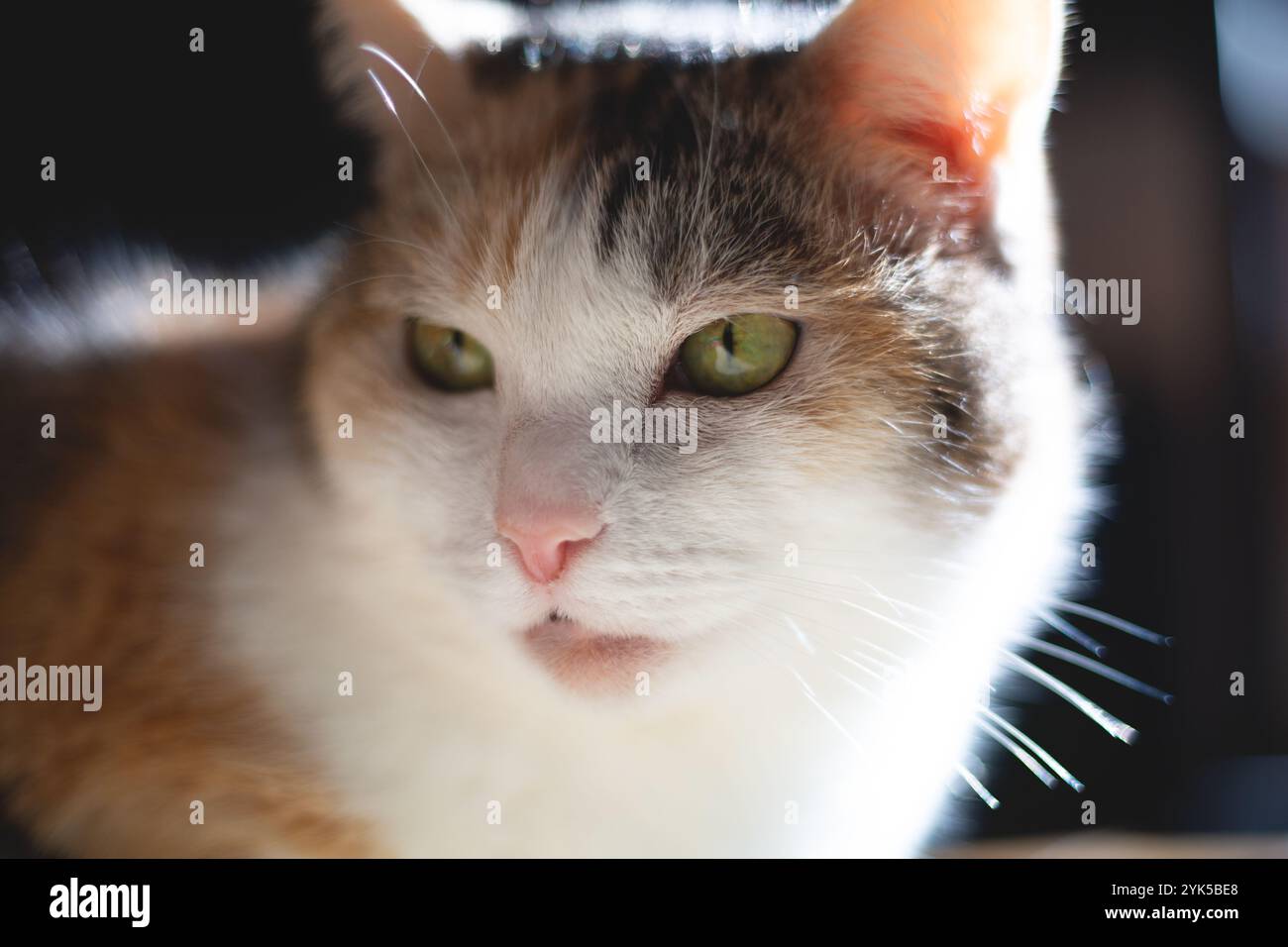 Nice tabby cat sitting on hi-res stock photography and images - Alamy