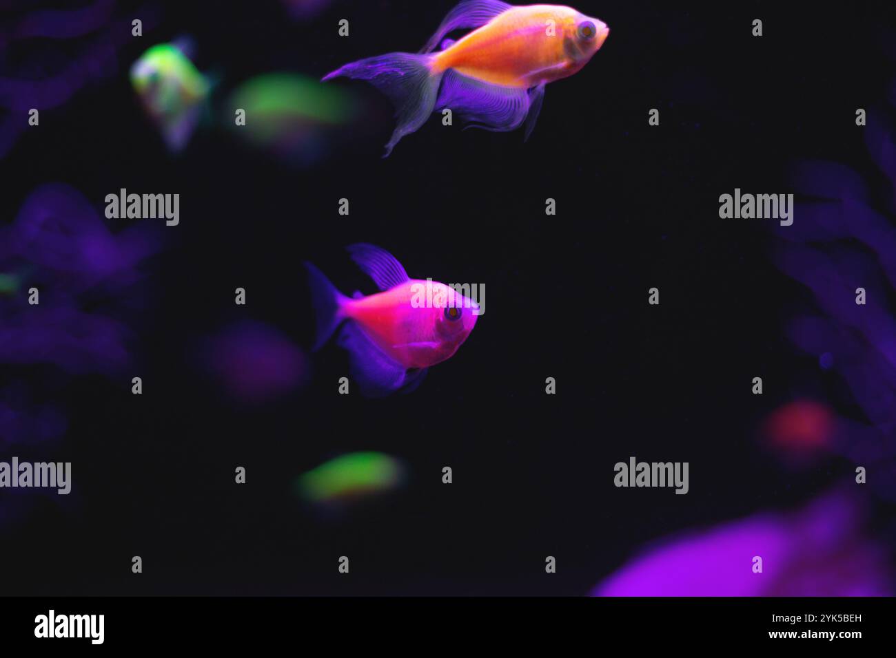 small multi-colored fish swim in the aquarium Stock Photo - Alamy