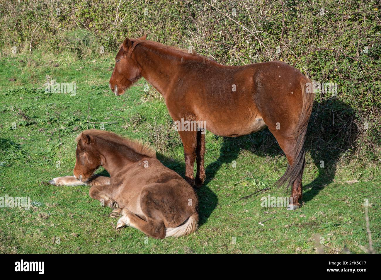 two horses or ponies in a field one laying down and one standing with ...