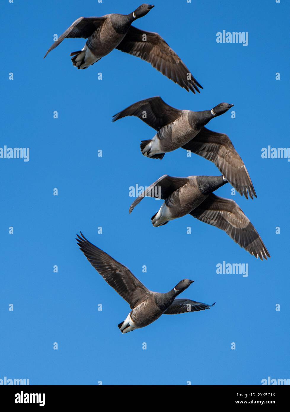 Brent geese flying together in formation with a clear blue-sky ...