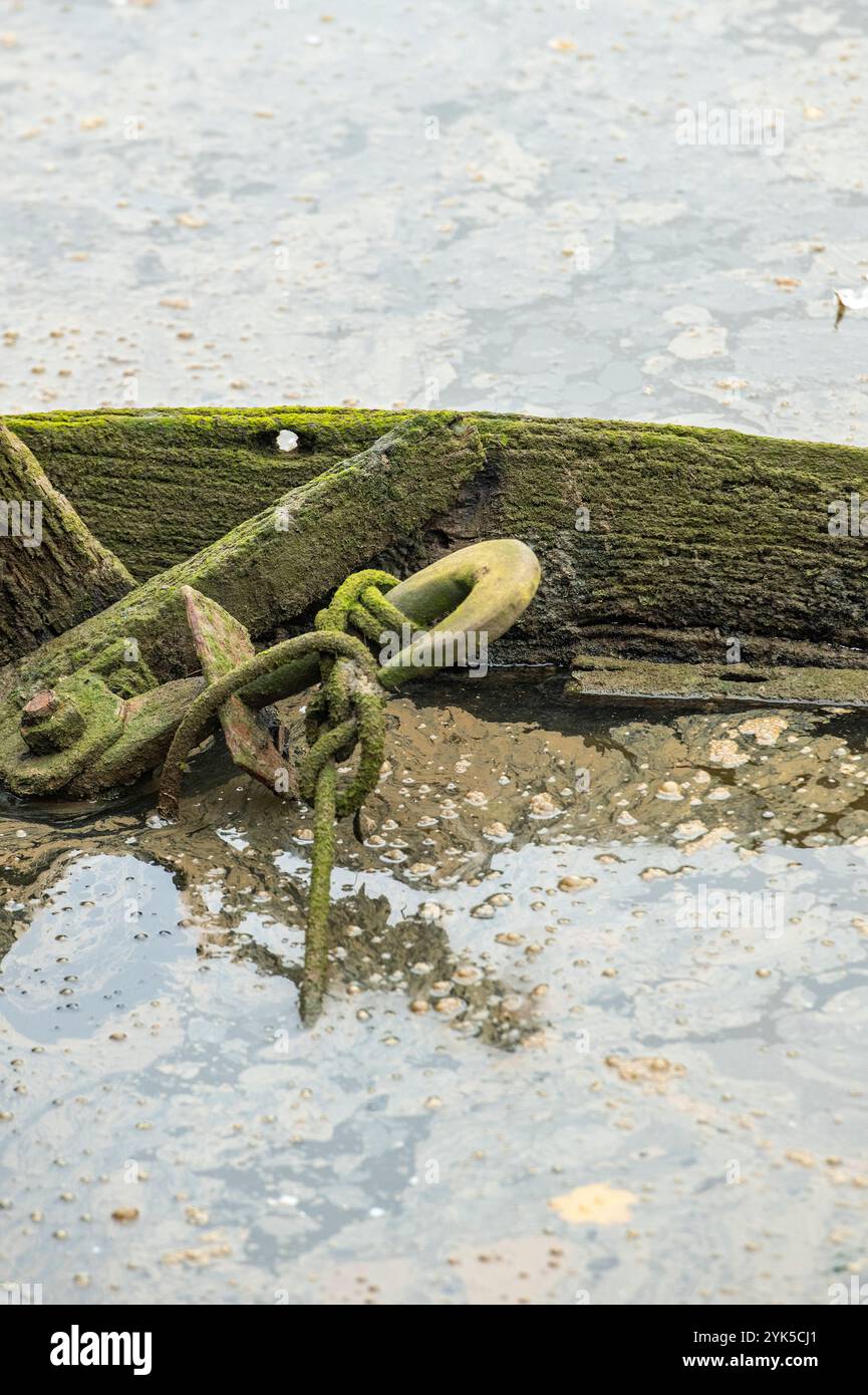 rusty old seaweed-covered chain and hook on a sunken boat or shipwreck ...