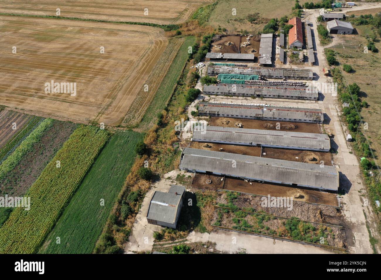 Bio farm, countryside cowshed, hangars, dairy cows, bio agricultural ...