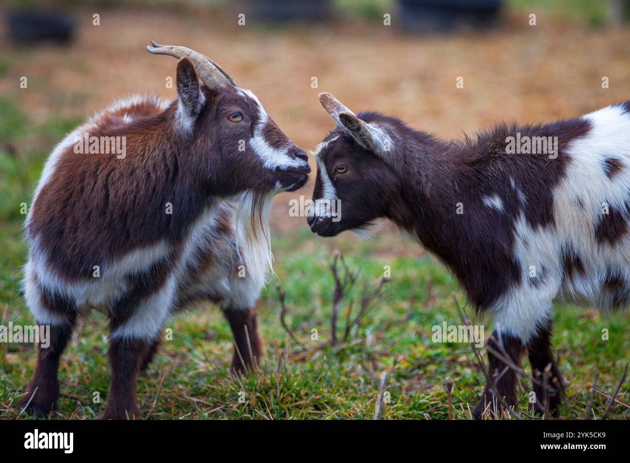 Two Goats Facing Each Other on a Rural Farm Stock Photo - Alamy