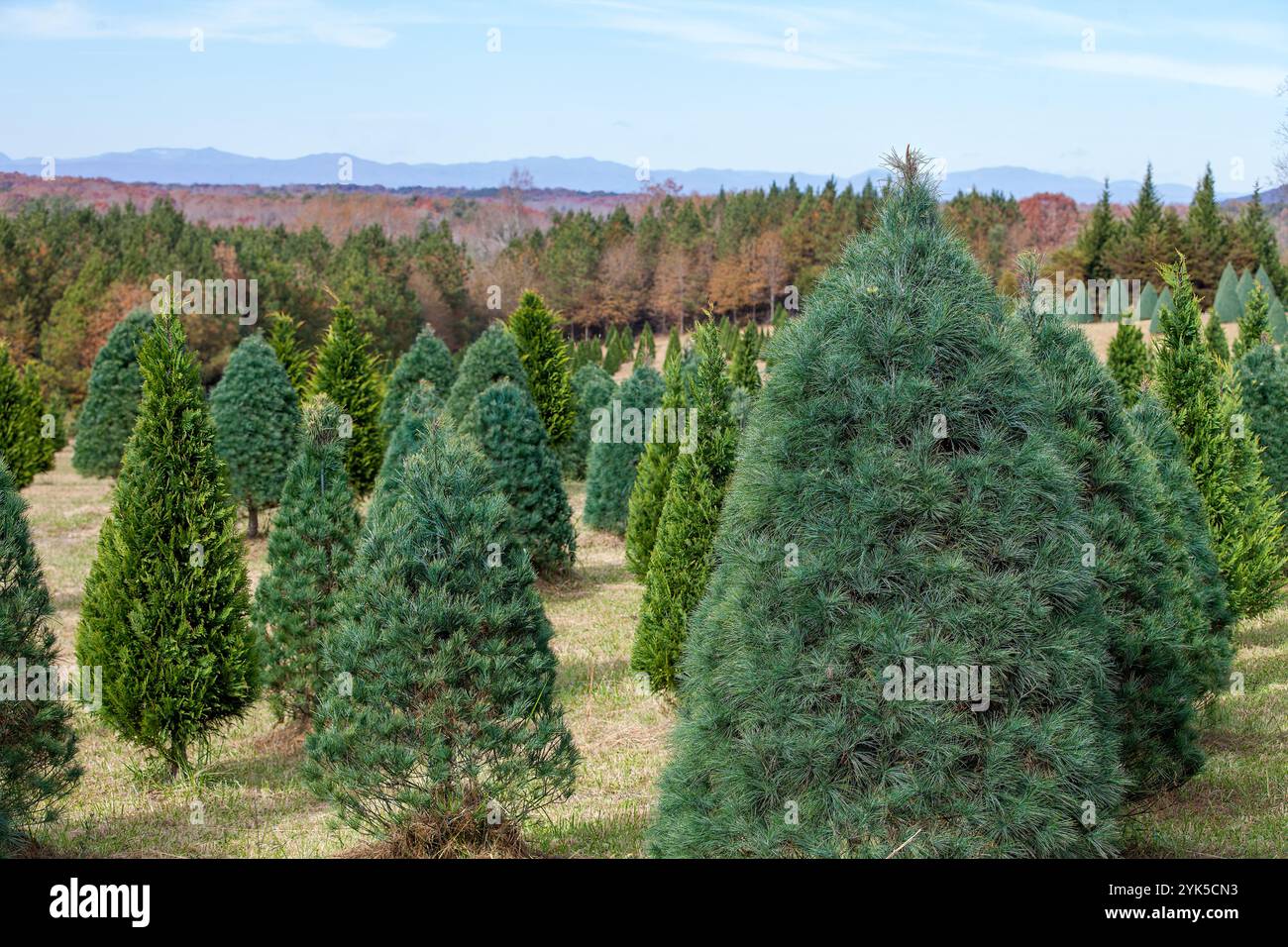 Christmas Tree Farm in Winter Wonderland with Snow and Evergreen Trees ...
