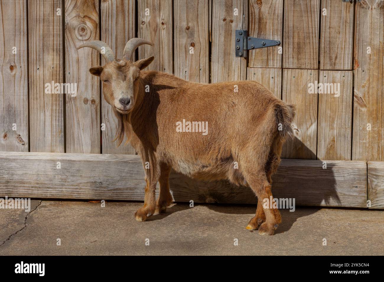Adorable Small Goat with Horns in Natural Outdoor Farm Setting Stock ...