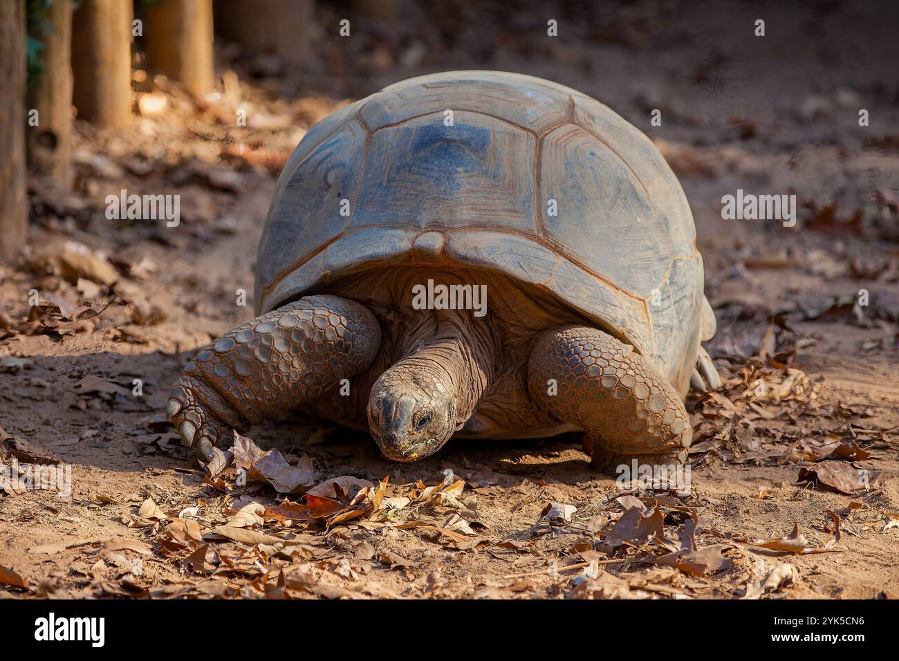 Large Turtle Moving Slowly Across the Beach - Wildlife Photograph Stock ...