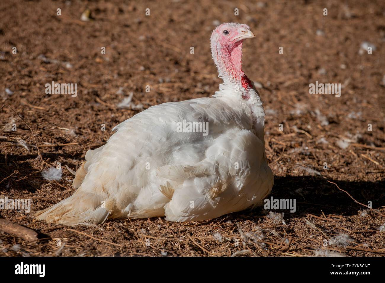 Turkey on the Farm: Preparing for Thanksgiving Feast Stock Photo - Alamy