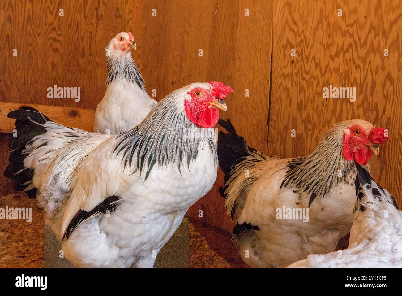 Bird birds farm eco hi-res stock photography and images - Alamy